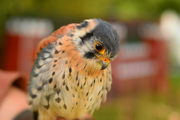 100+ Free Frontal & Animal Images - Pixabay