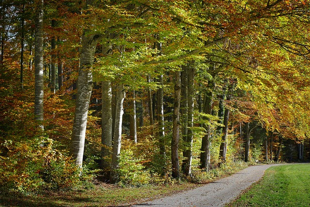Wood Leaf Nature - Free photo on Pixabay