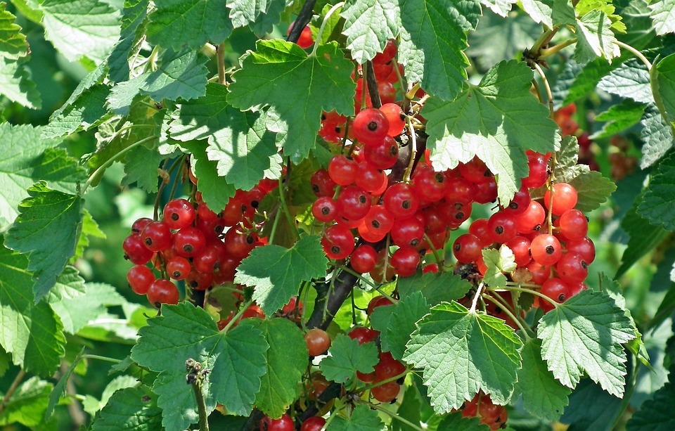 Fruit Currant Red - Free photo on Pixabay - Pixabay