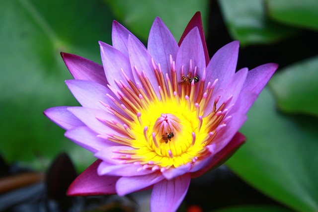 植物群 花 自然 - Pixabay上的免费照片 - Pixabay