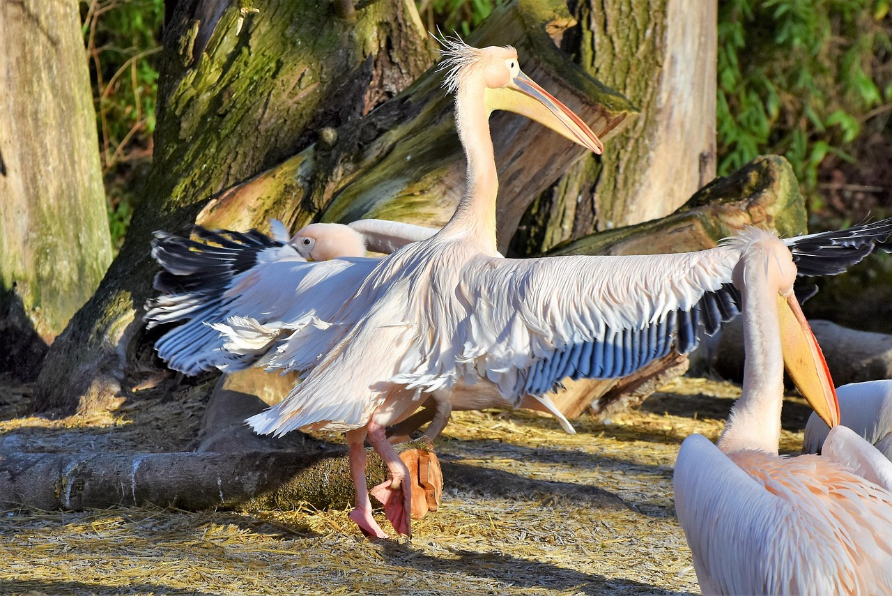 Pelican Water Bird Pink - Free photo on Pixabay