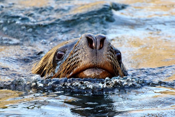 Mammifères Marins Photos - Téléchargez des images gratuites - Pixabay