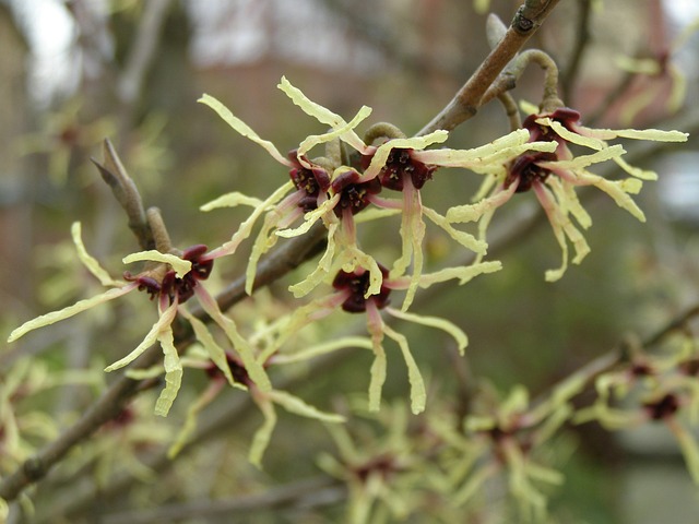Hamamelis Planta Hoja - Foto gratis en Pixabay - Pixabay
