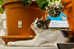 9 Kitty-cat Synonyms. Similar words for Kitty-cat.