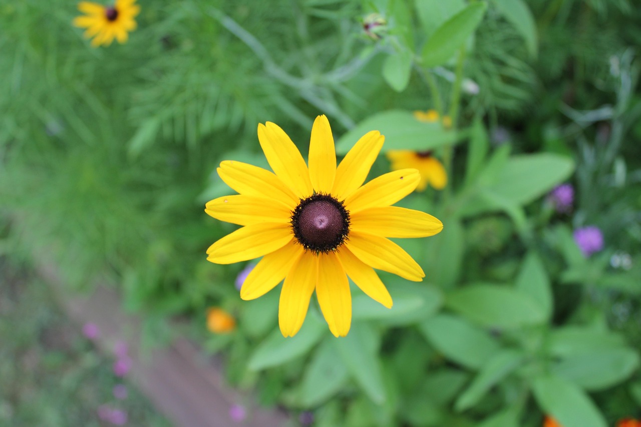 Flor El Verano Flora - Foto gratis en Pixabay - Pixabay