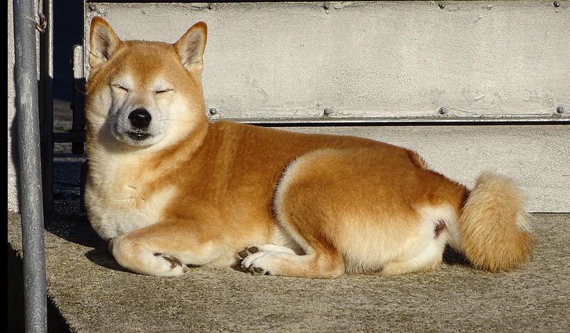 100+ Free Shiba Inu & Dog Images