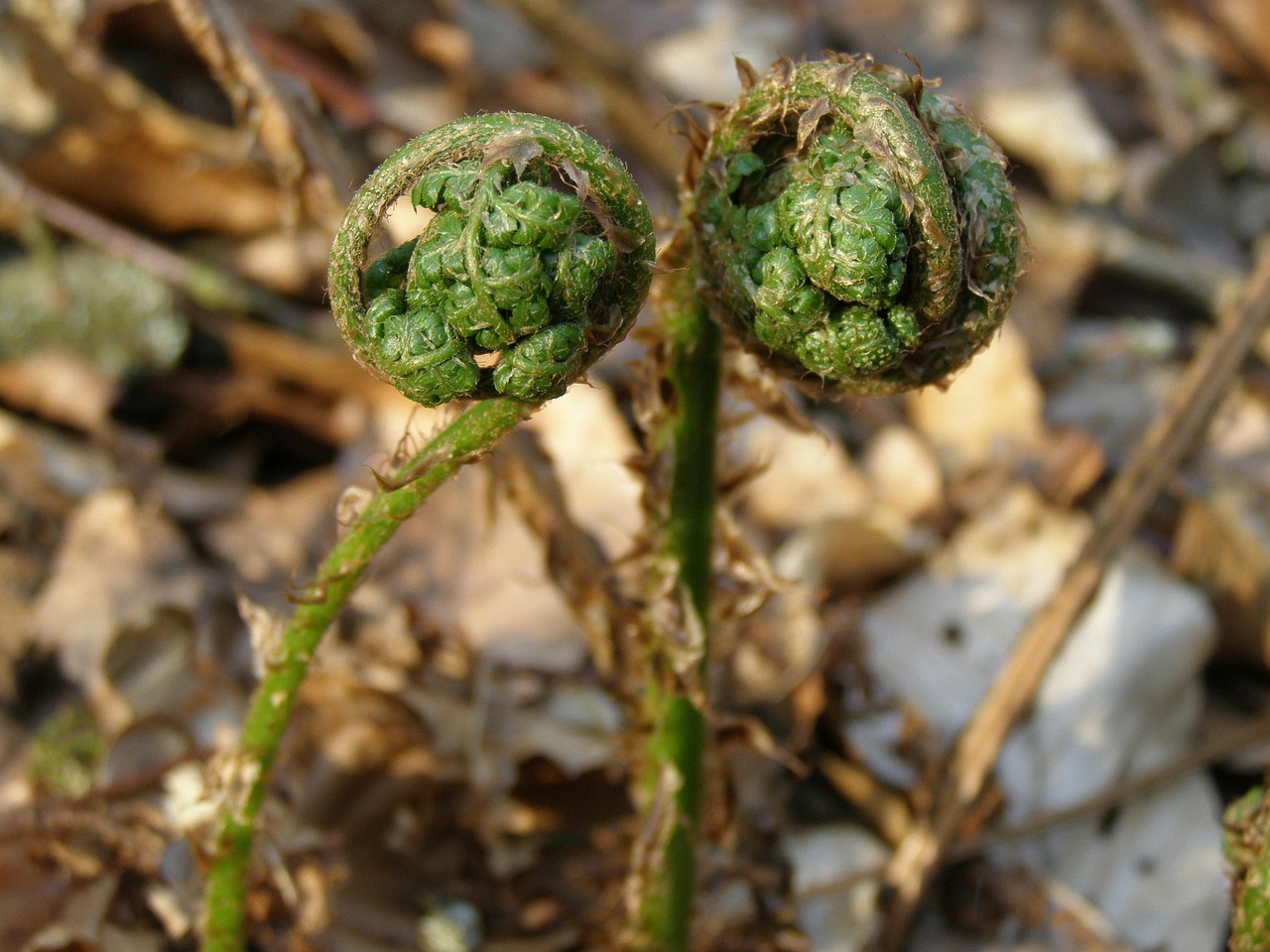 Samambaia Natureza Plantar - Foto gratuita no Pixabay - Pixabay