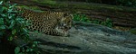 43 Leopard Synonyms. Similar words for Leopard.