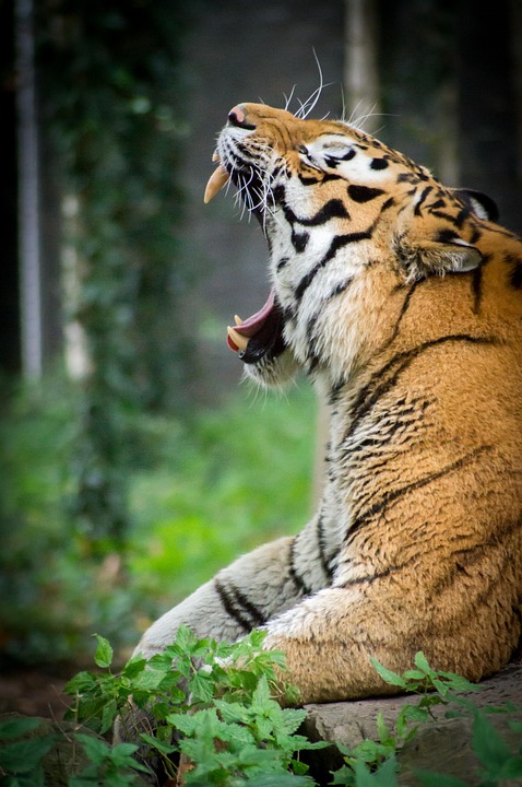 Wildlife Nature Carnivore - Free photo on Pixabay - Pixabay
