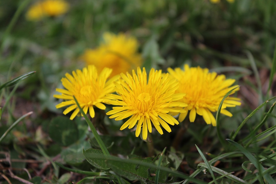 Nature Flower Flora - Free photo on Pixabay