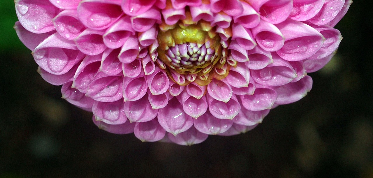 Flor Naturaleza Flora - Foto gratis en Pixabay - Pixabay
