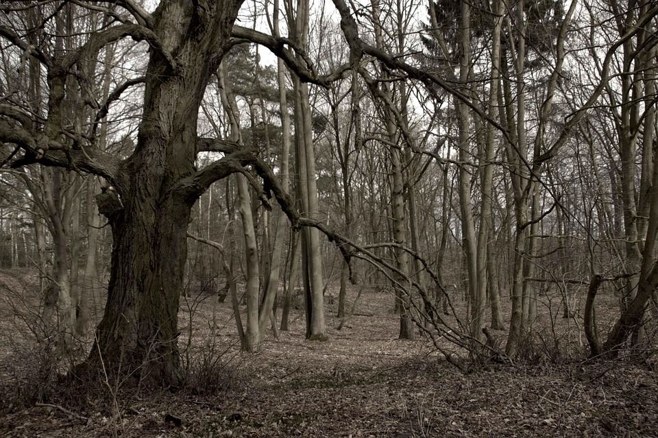 Baum Holz Natur - Kostenloses Foto auf Pixabay - Pixabay