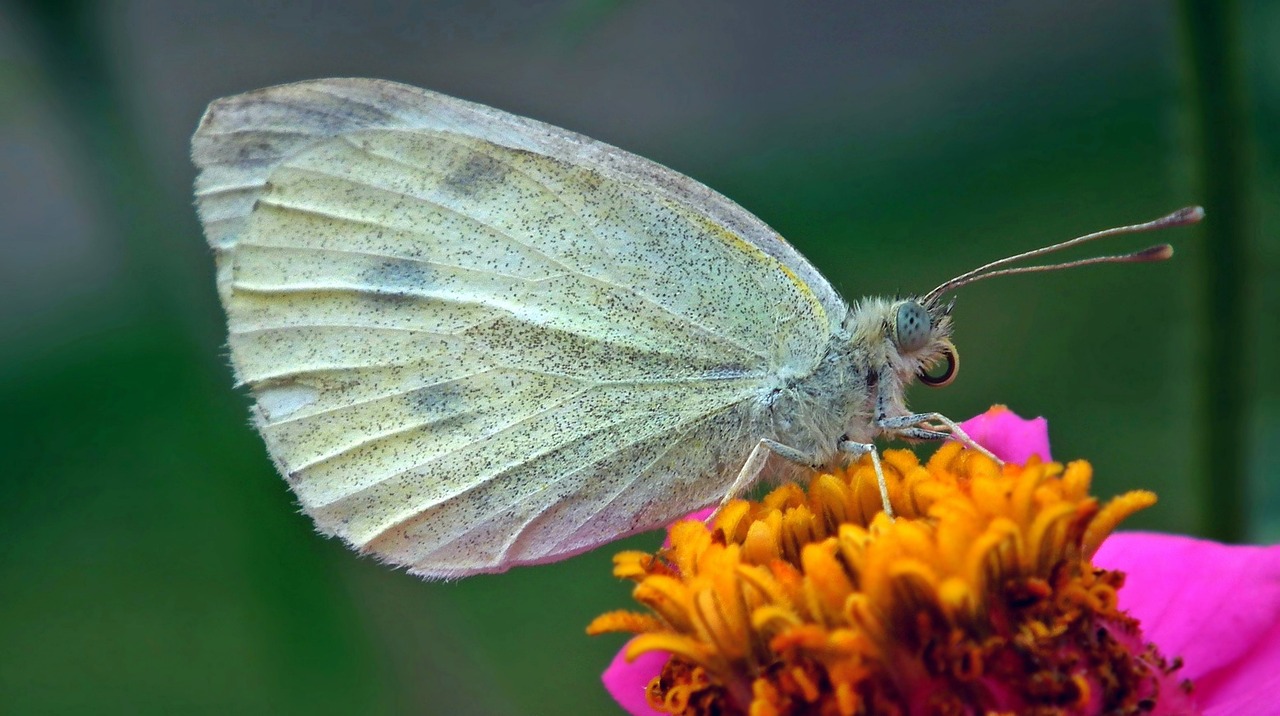 Naturaleza Insecto Mariposas - Foto gratis en Pixabay - Pixabay