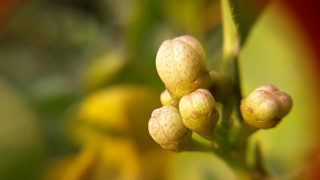 Alam Daun Flora Di Luar - Foto gratis di Pixabay - Pixabay