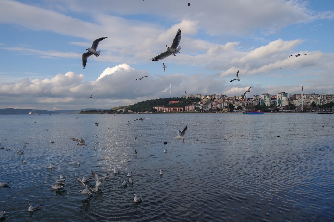 Body Of Water Birds Sea - Free photo on Pixabay - Pixabay