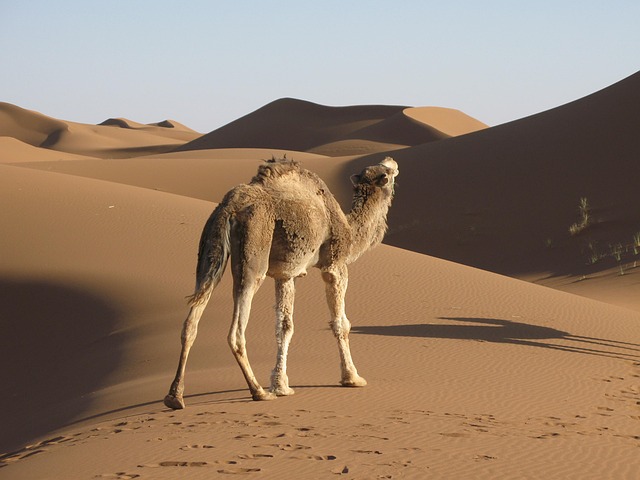 Chameau Désert Sable - Photo gratuite sur Pixabay - Pixabay
