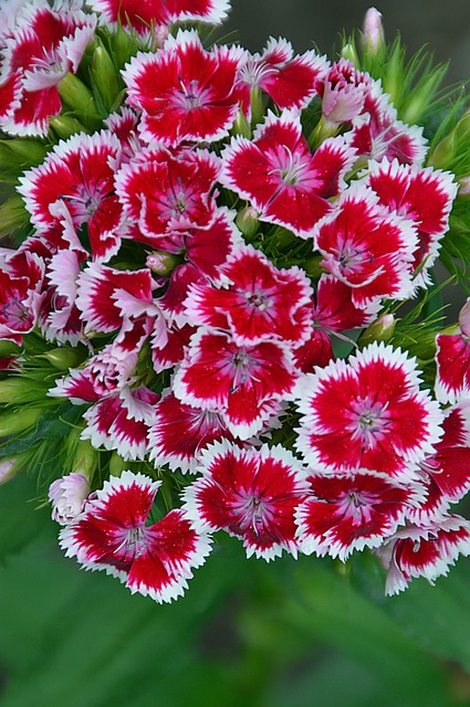 Flower Nature Plant - Free photo on Pixabay - Pixabay