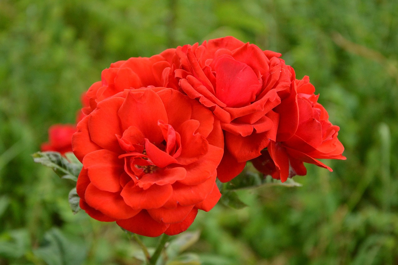 100+ Free Live Rose & Nature Images - Pixabay