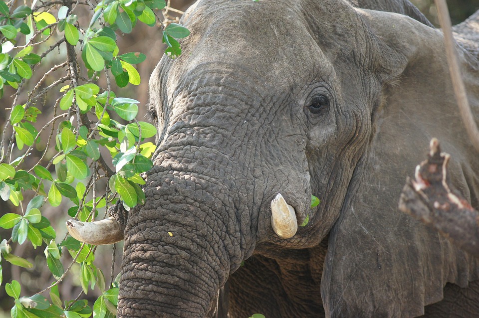 Natureza Tribo Elefante Animais - Foto gratuita no Pixabay - Pixabay