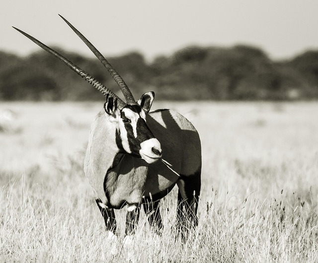 Portrait Of An Oryx Gemsbok Eye - Free photo on Pixabay