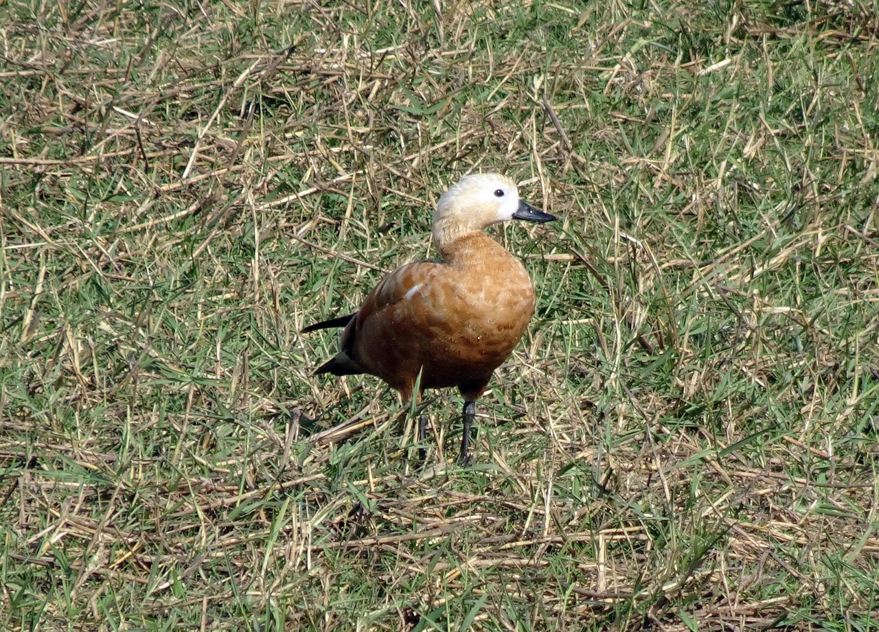 Ruddy Shelduck Tadorna Ferruginea - ภาพฟรีบน Pixabay - Pixabay