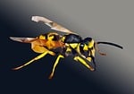 11 Wasp Synonyms. Similar words for Wasp.
