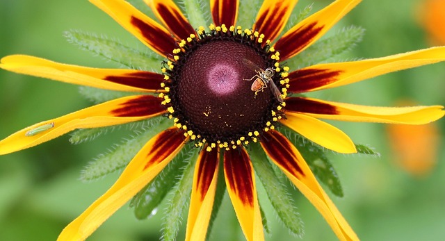 100+ Free Beneficial & Nature Images - Pixabay