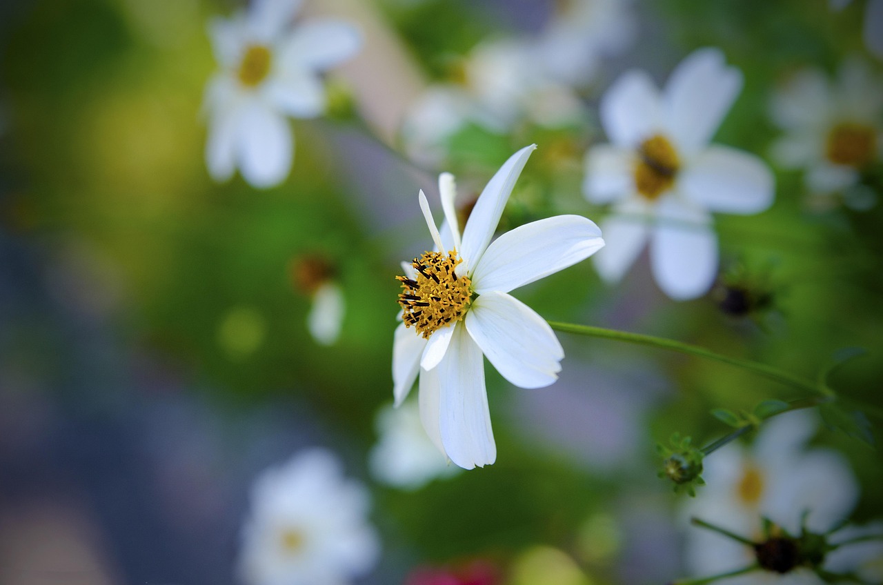 Nature Fleur Flore En Plein - Photo gratuite sur Pixabay - Pixabay