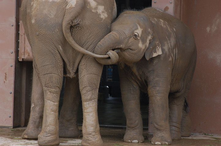 400+ Free Ivory & Elephant Photos