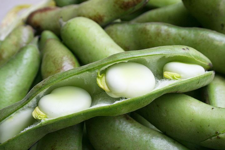 700+ Free Pod & Food Photos - Pixabay