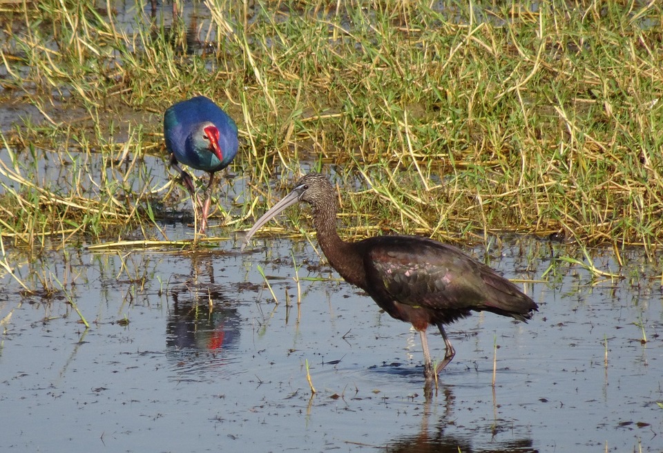 Glossy Ibis Vadare Plegadis - Gratis foto på Pixabay - Pixabay