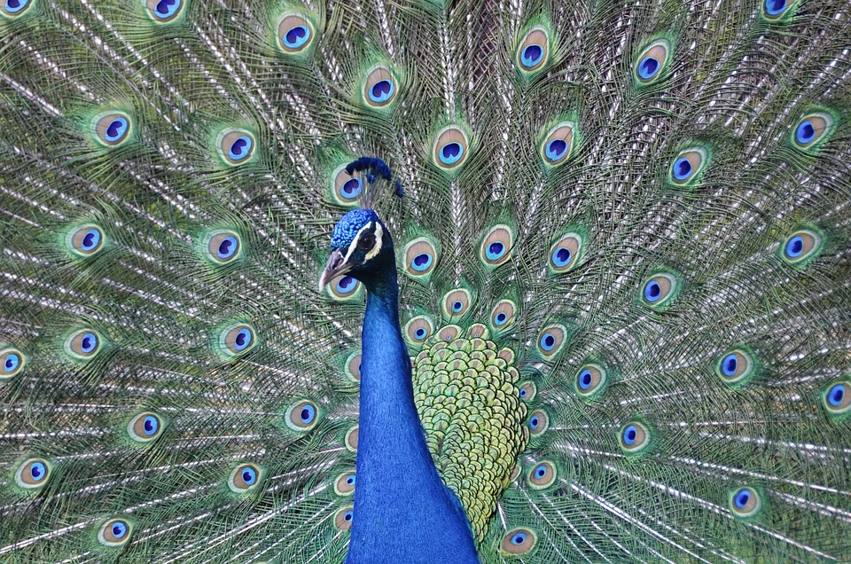 Peacock Feather Bird Free Photo On Pixabay Pixabay