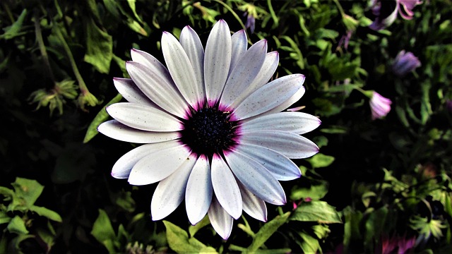 Bunga Herba Alam Musim - Foto gratis di Pixabay - Pixabay