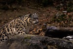 17 Carnivores Synonyms. Similar words for Carnivores.