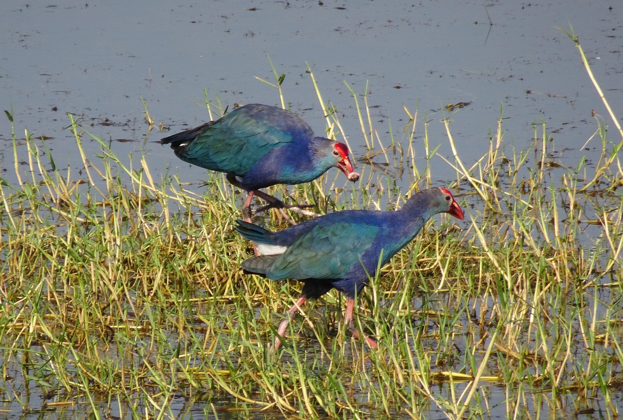 퍼플 Swamphen 보라색 Moorhen Porphyiro - Pixabay의 무료 사진 - Pixabay