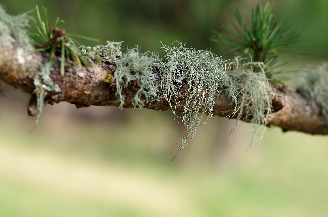 1,000+ Free Lichen & Nature Images - Pixabay