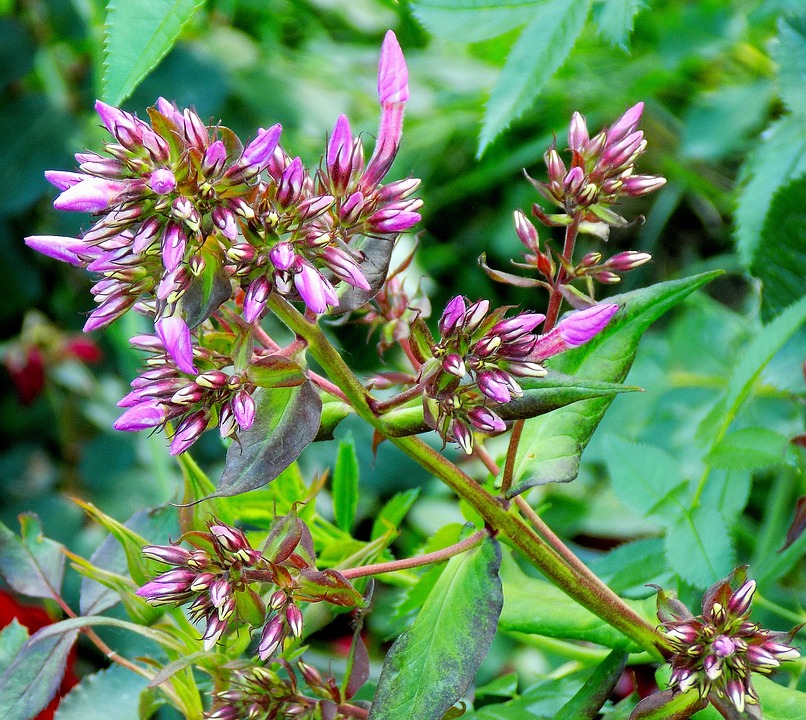 La Nature Fleur Plante - Photo gratuite sur Pixabay - Pixabay
