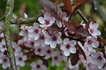 3 Flower bud Synonyms. Similar words for Flower bud.