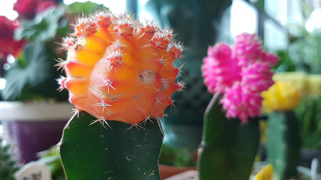 Cactaceae Naturaleza Planta - Foto gratis en Pixabay - Pixabay