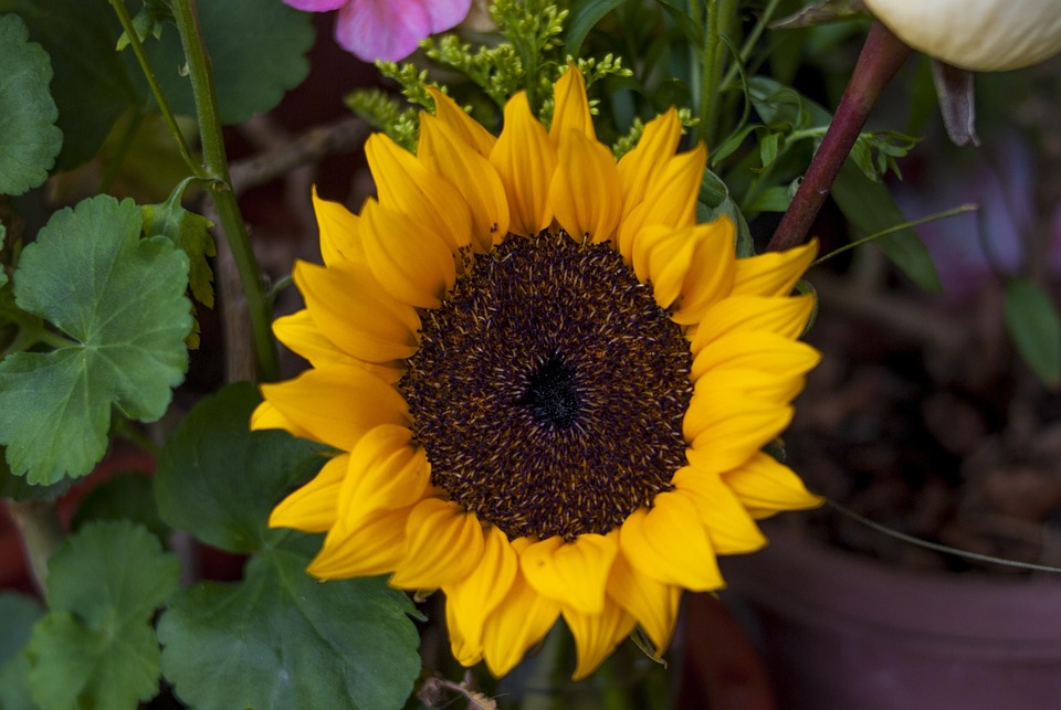 Sunflower Tanaman Bunga - Foto gratis di Pixabay - Pixabay