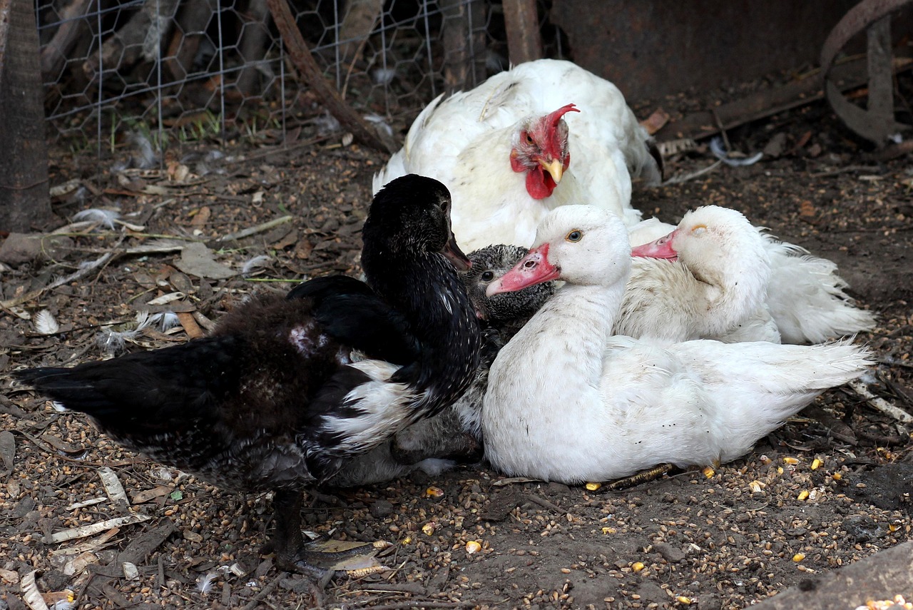 Domestic Birds The Duck Hen - Free photo on Pixabay