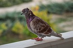 More 130 Pigeons Synonyms. Similar words for Pigeons.