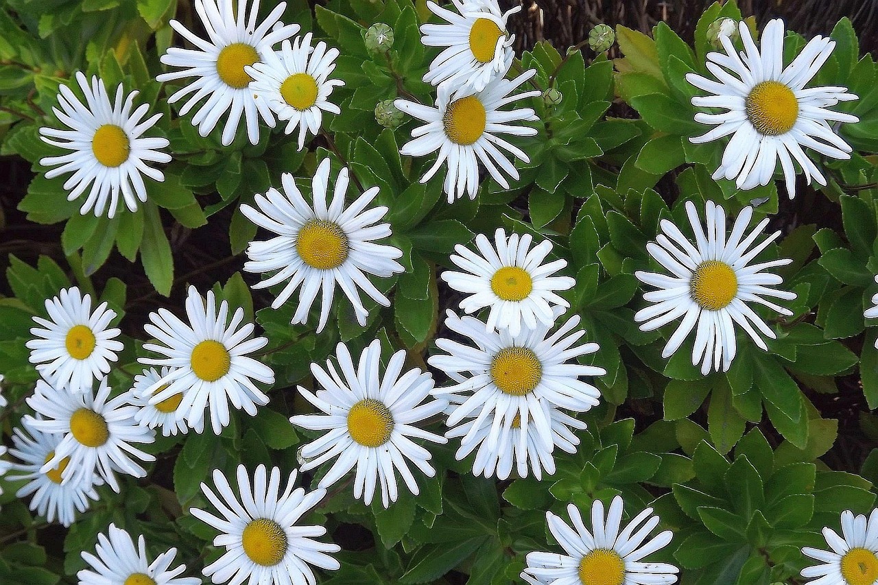 Flores Blanco Jardín - Foto gratis en Pixabay