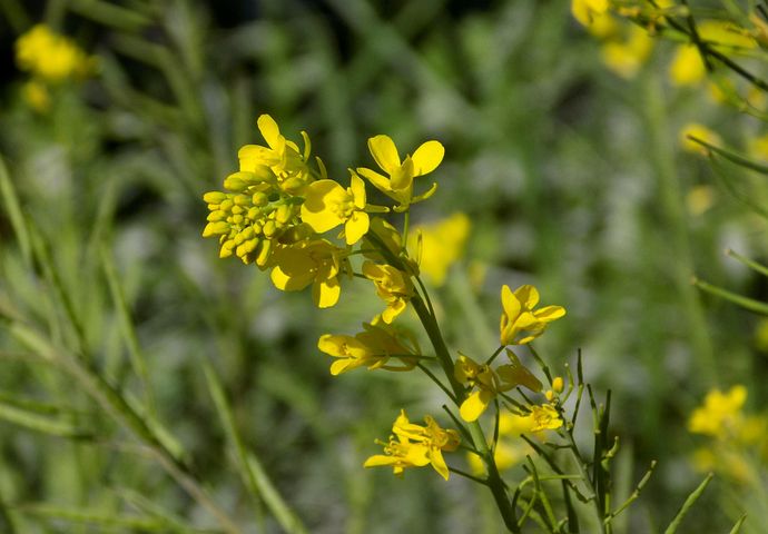 100+ Free Mustard Flowers & Mustard Images - Pixabay