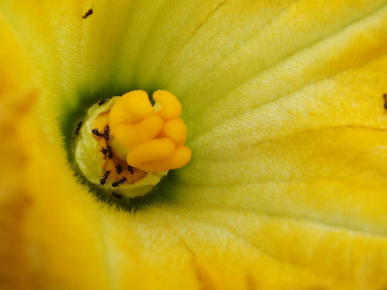 Female Pumpkin Flower