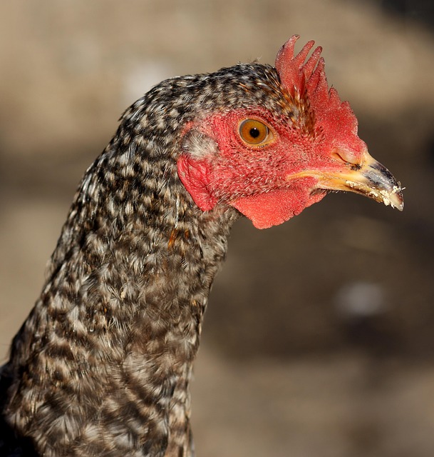 Hen Portrait - Free photo on Pixabay - Pixabay