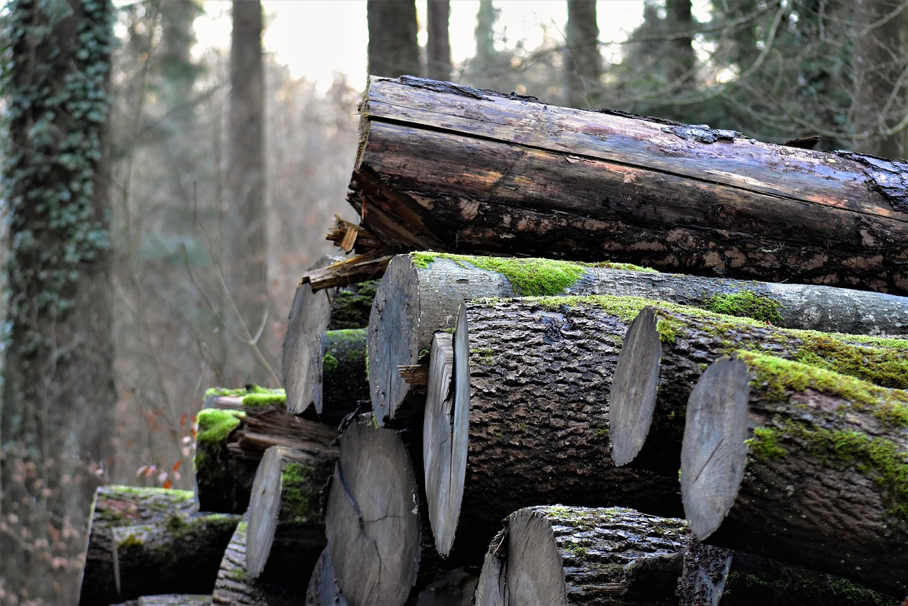 Wood Tree Nature - Free photo on Pixabay - Pixabay