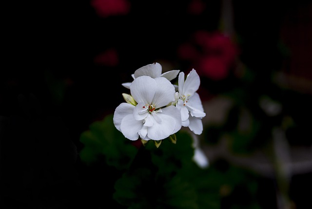 Jeranio Blanco Flor Planta - Foto gratis en Pixabay - Pixabay