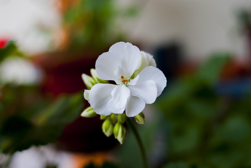 Jeranio Flor Naturaleza - Foto gratis en Pixabay - Pixabay