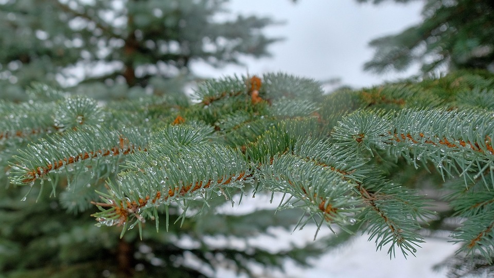 Winter Pine Tree - Free photo on Pixabay
